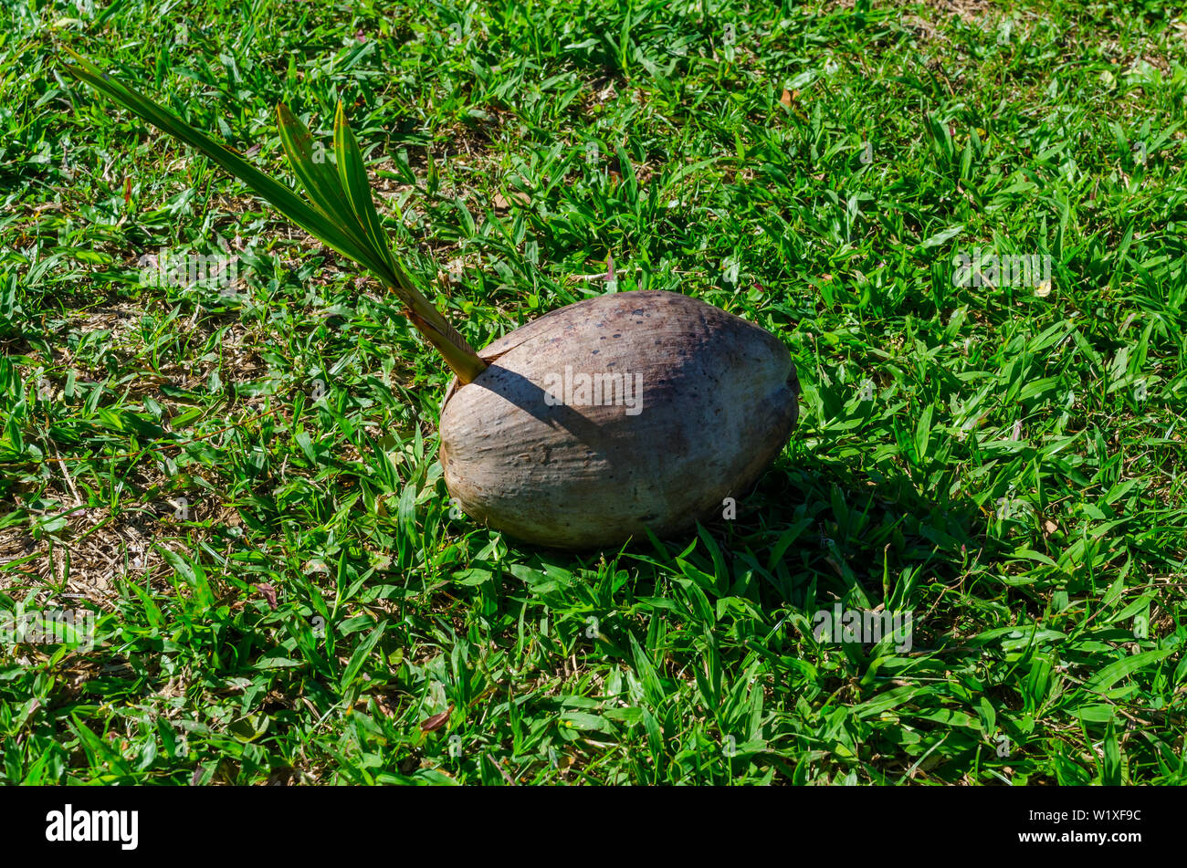 Growing coconut hi-res stock photography and images - Alamy