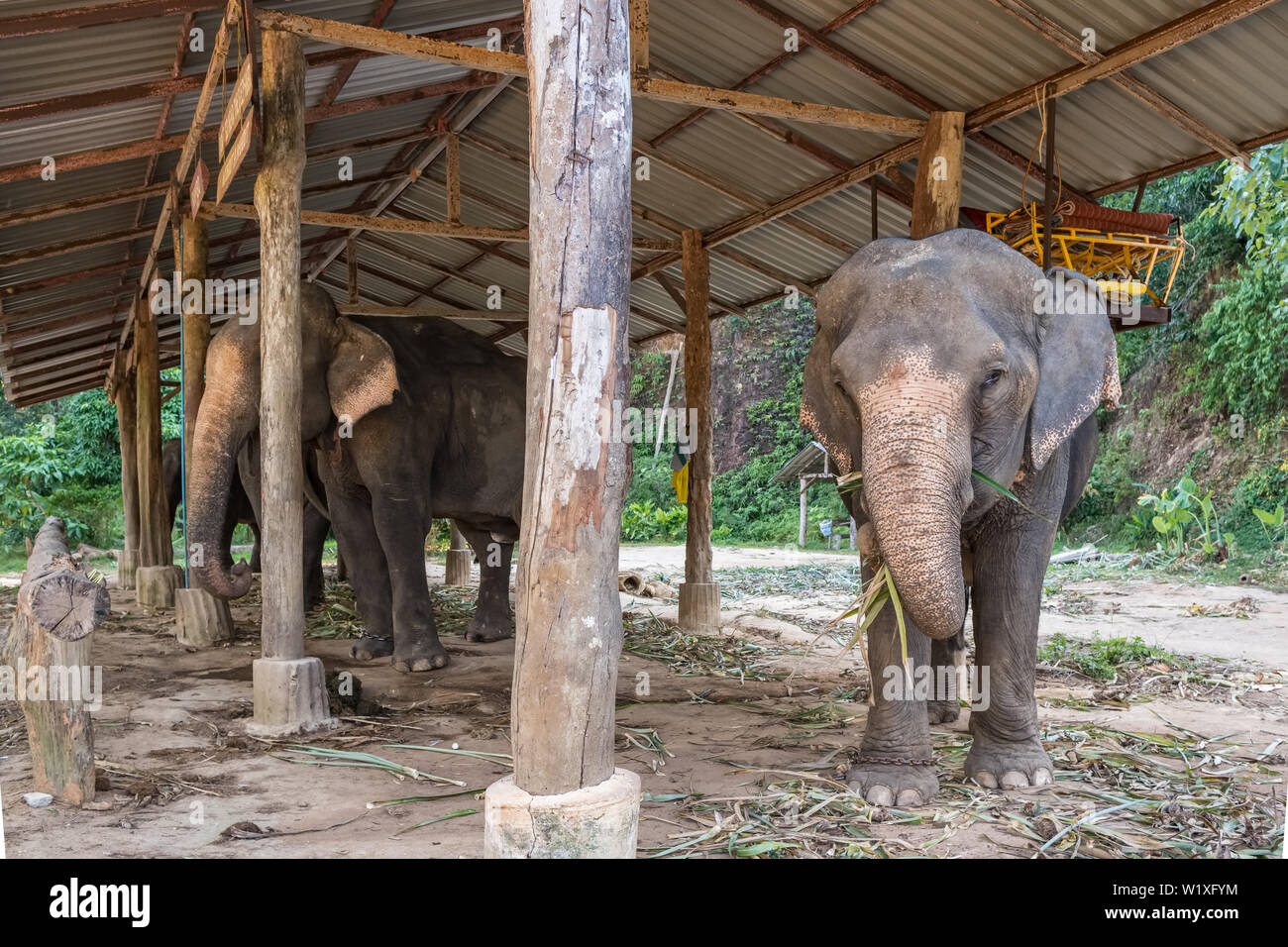 Asian camp hi-res stock photography and images - Alamy