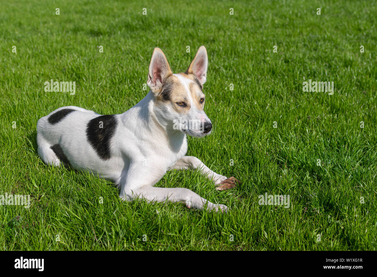 Cross-breed of hunting and northern dog guarding its favorite bone ...