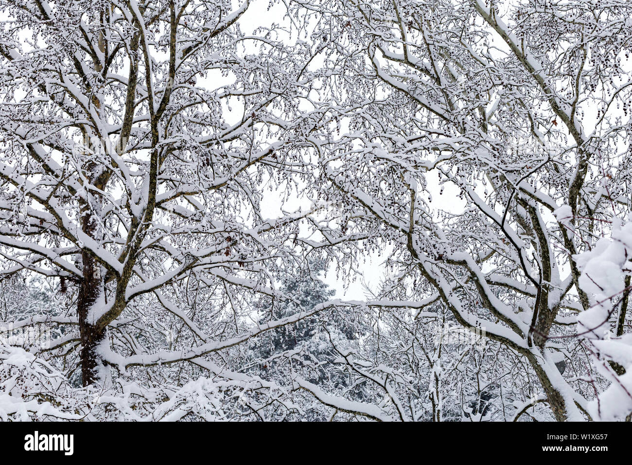 Snowy scenery with woodland hi-res stock photography and images - Alamy