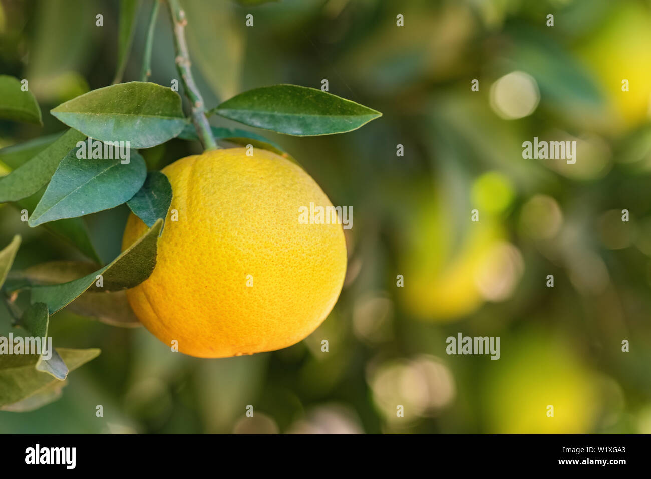 Ripe orange hanging on a tree in the fruit garden Stock Photo - Alamy
