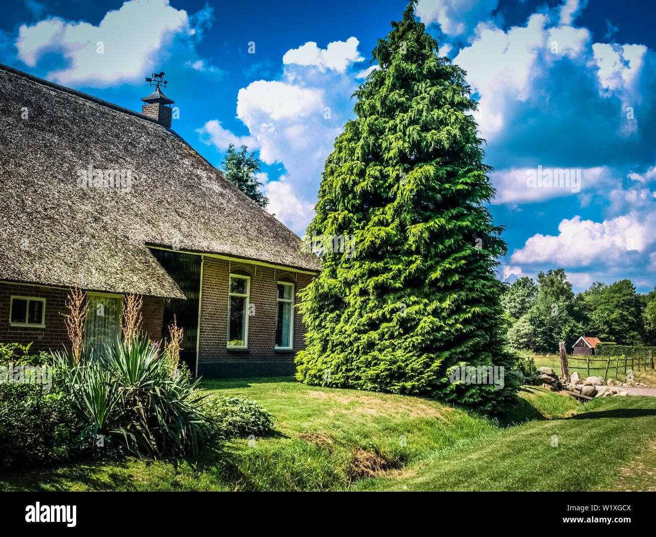 Ancient house with thatched roof and spruce tree at Netherlands Stock ...