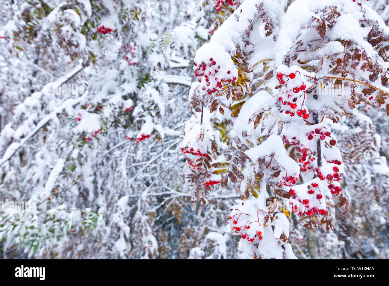Serbal sorbus aucuparia hi-res stock photography and images - Alamy