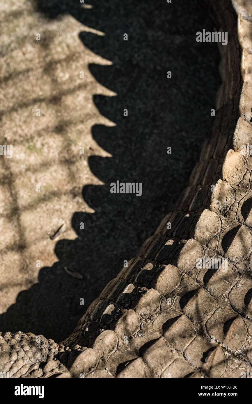 Tail crocodile hi-res stock photography and images - Alamy