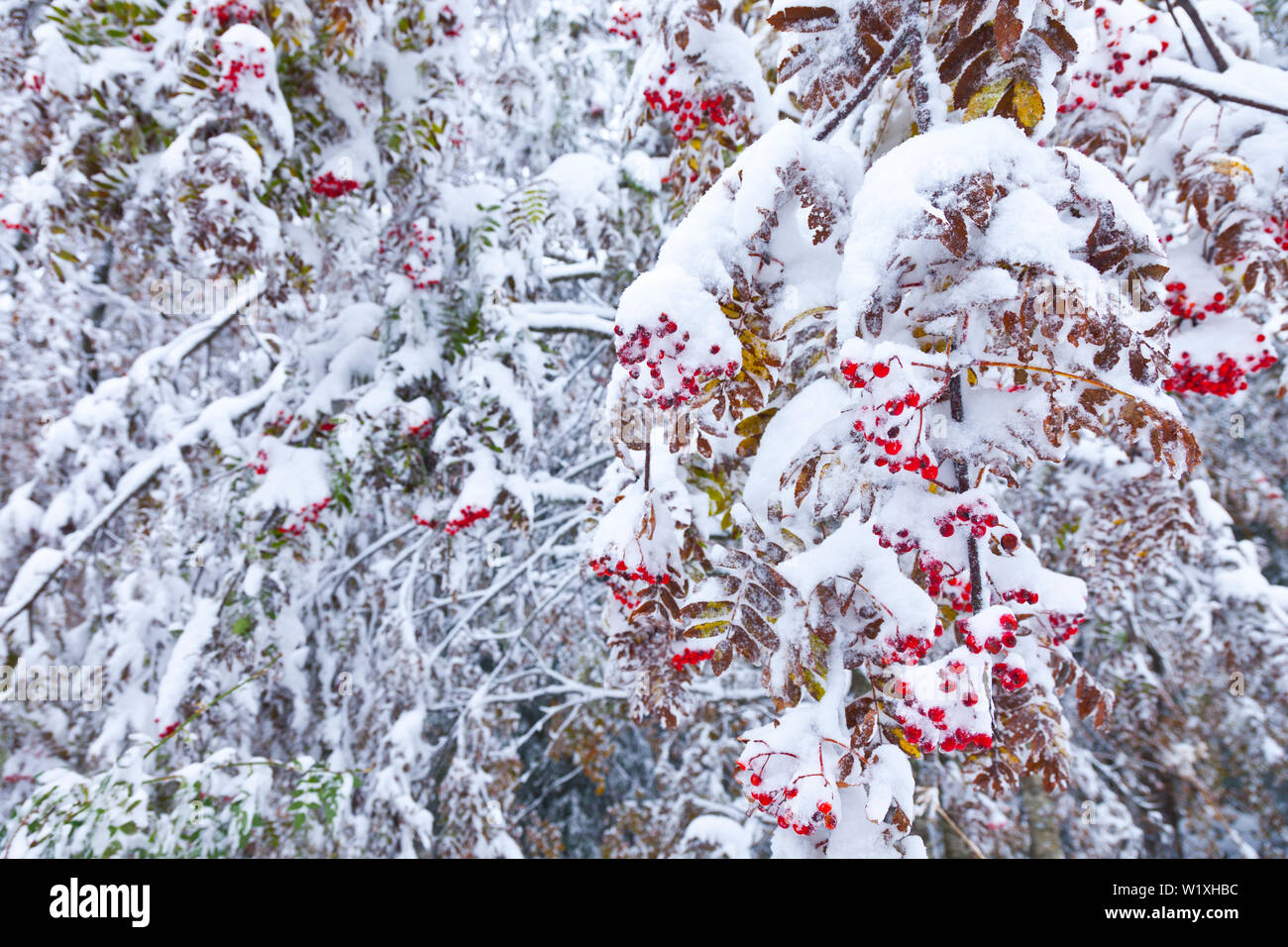 Serbal sorbus aucuparia hi-res stock photography and images - Alamy