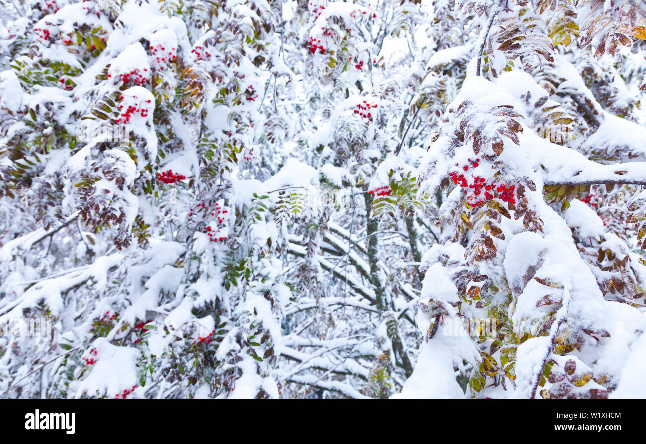 ROWAN - SERBAL DE CAZADORES (Sorbus aucuparia), Northern Velebit ...