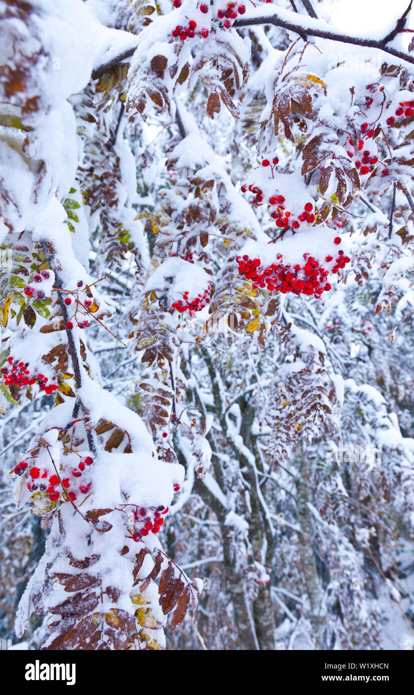 ROWAN - SERBAL DE CAZADORES (Sorbus aucuparia), Northern Velebit ...