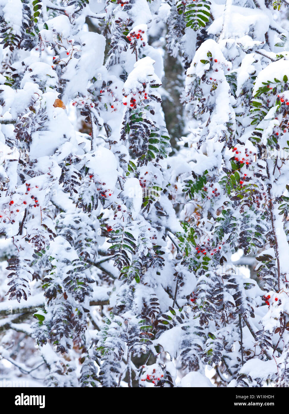 Serbal sorbus aucuparia hi-res stock photography and images - Alamy