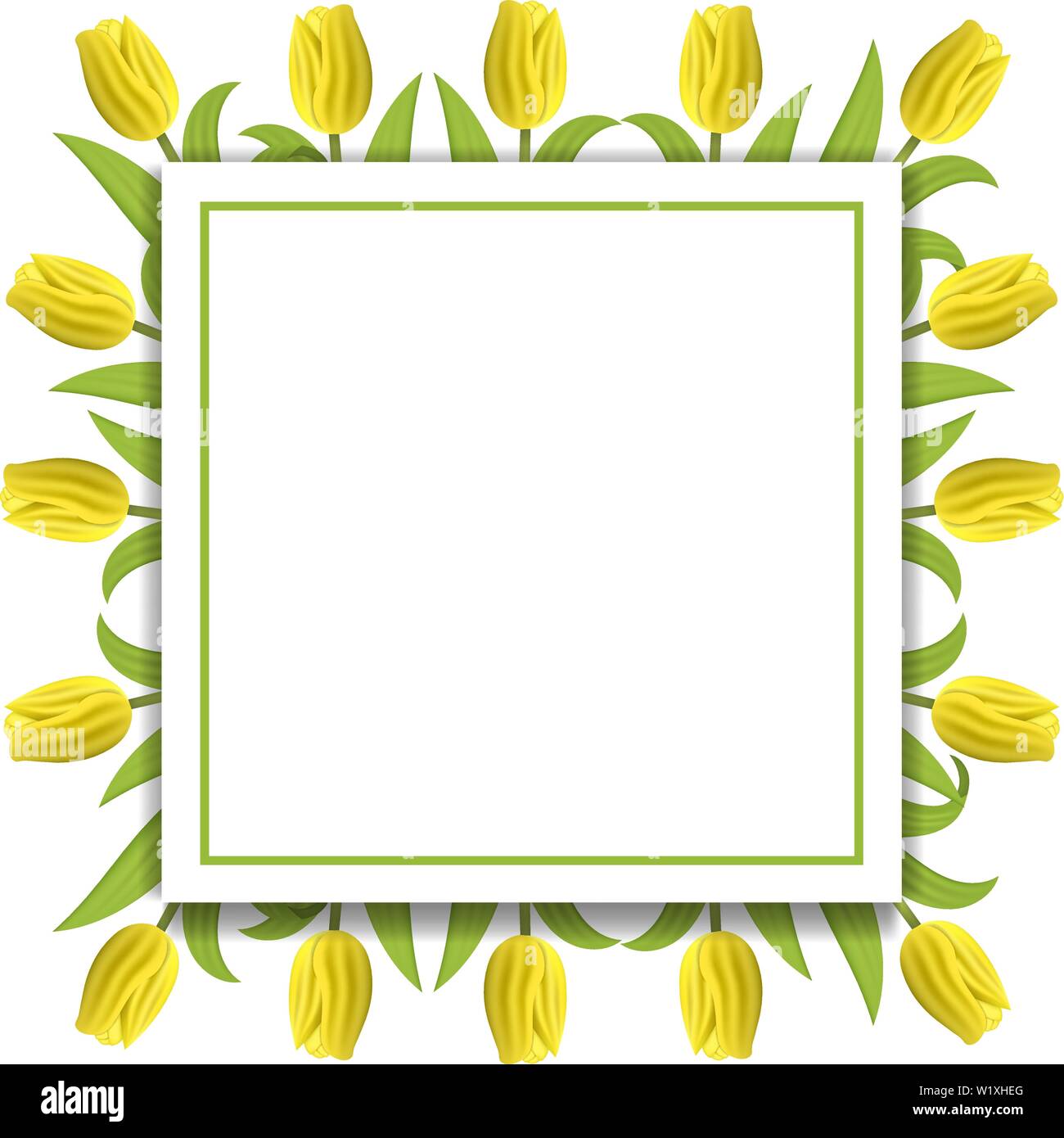 Yellow Tulip Border