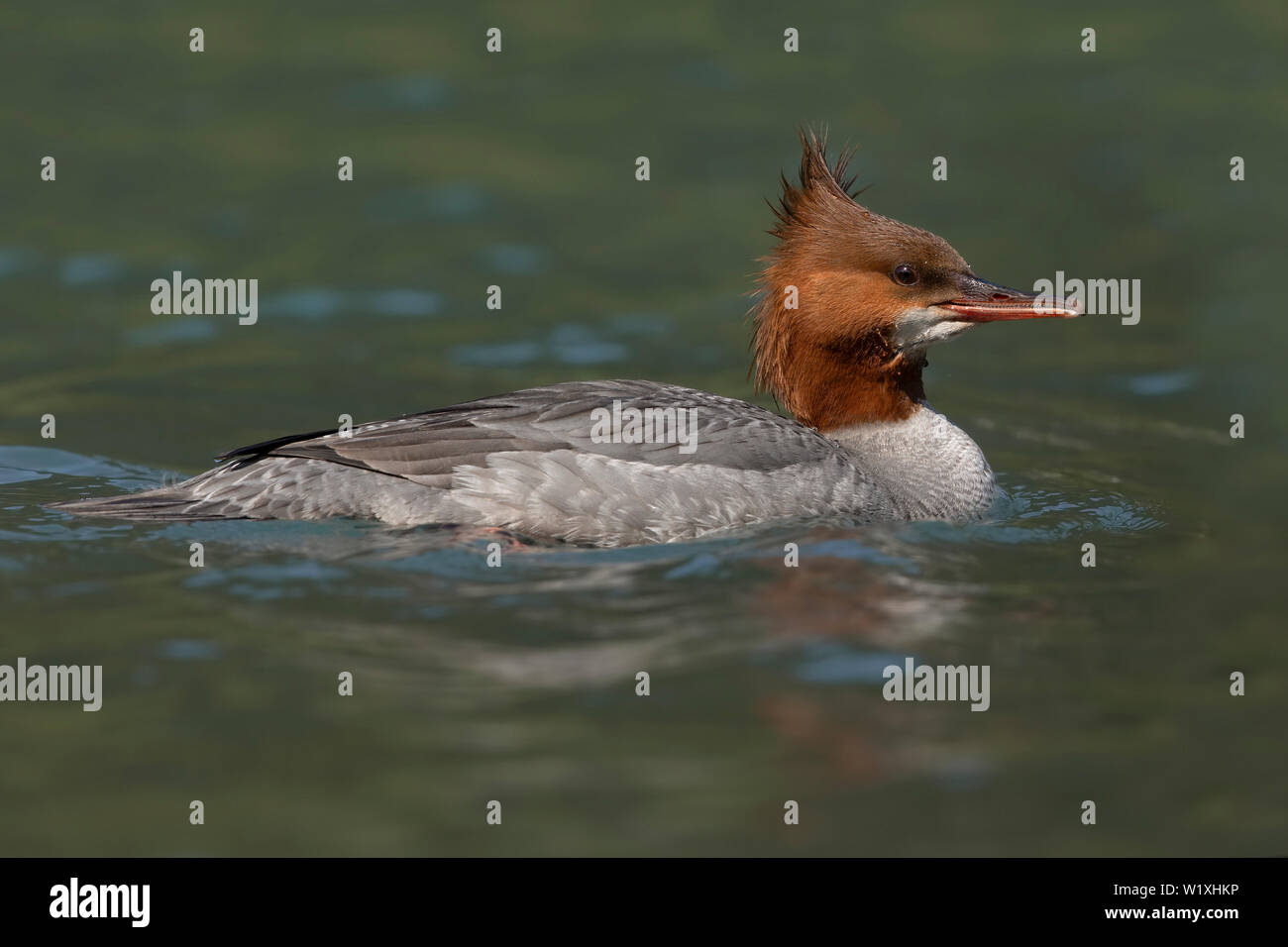 Goosander salmon hi-res stock photography and images - Alamy