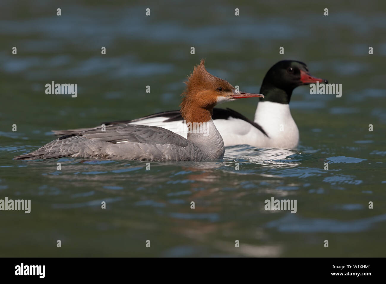 Goosander salmon hi-res stock photography and images - Alamy