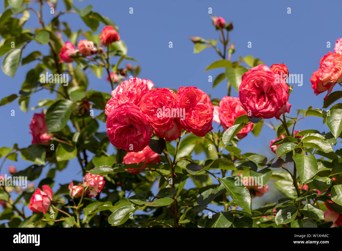 Red roses flowers on the branch in the garden Stock Photo - Alamy