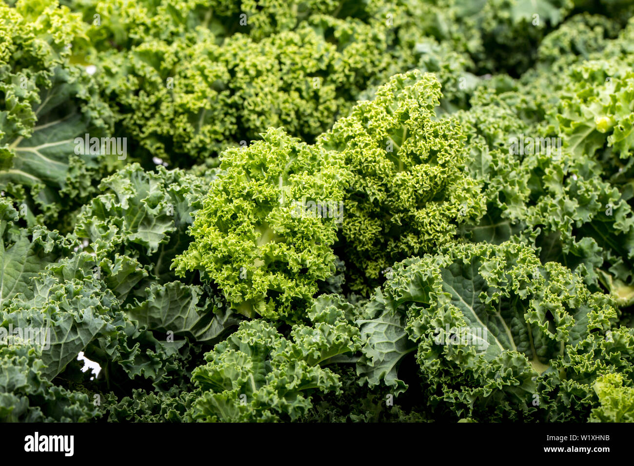 A healthy fresh curly kale Stock Photo - Alamy
