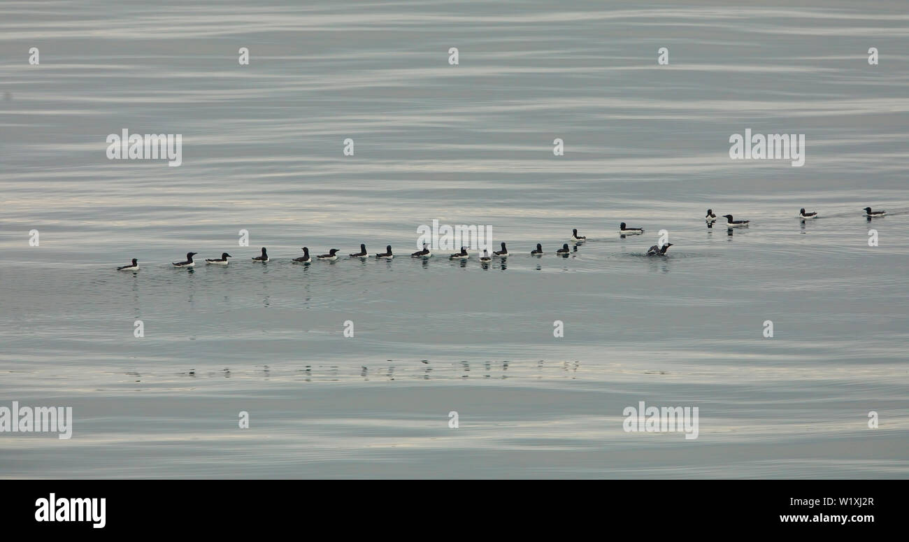 Murre alaska hi-res stock photography and images - Alamy