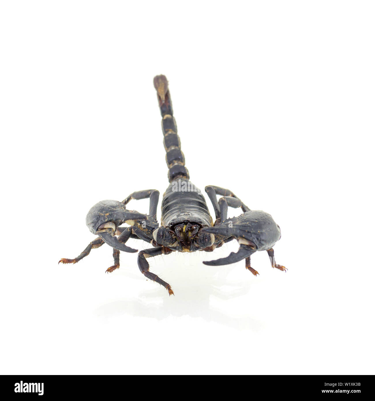 Scorpion isolated on white background Stock Photo - Alamy