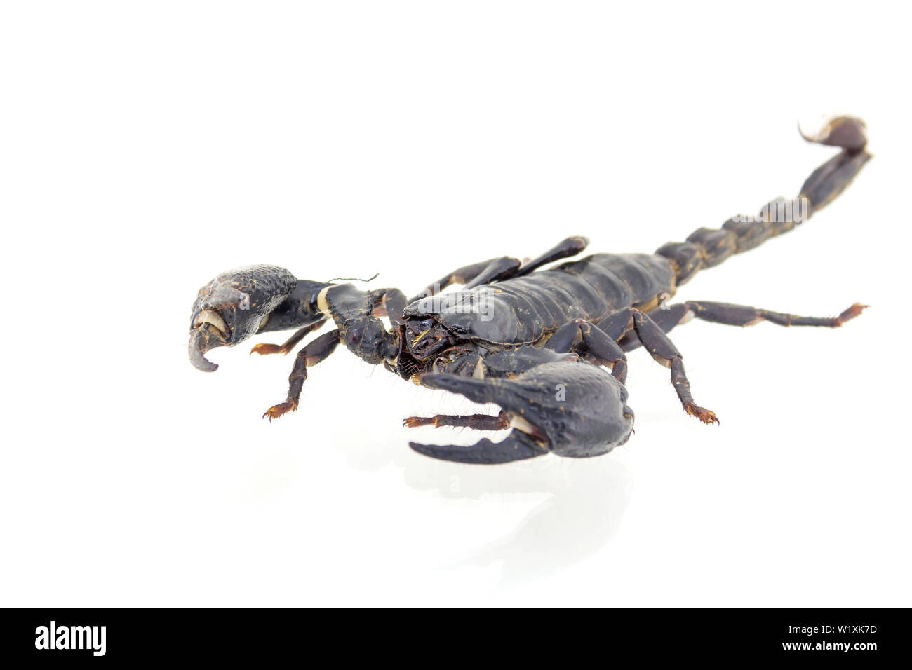 Scorpion isolated on white background Stock Photo - Alamy
