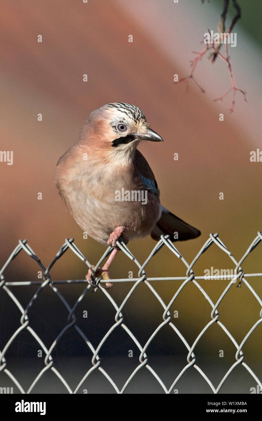 Garrulus glandarius fence hi-res stock photography and images - Alamy