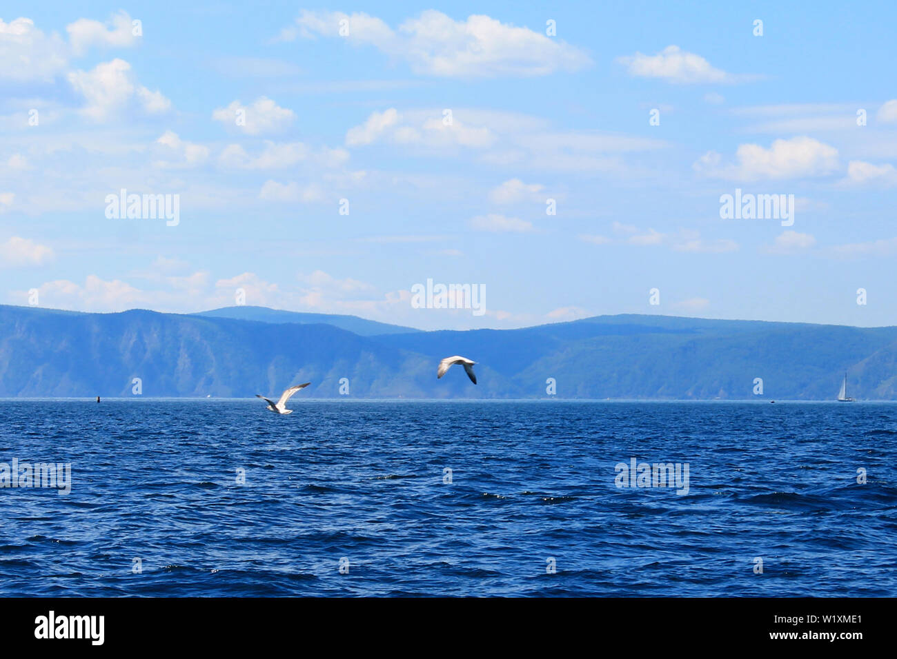 Group of black backed gulls in water hi-res stock photography and ...