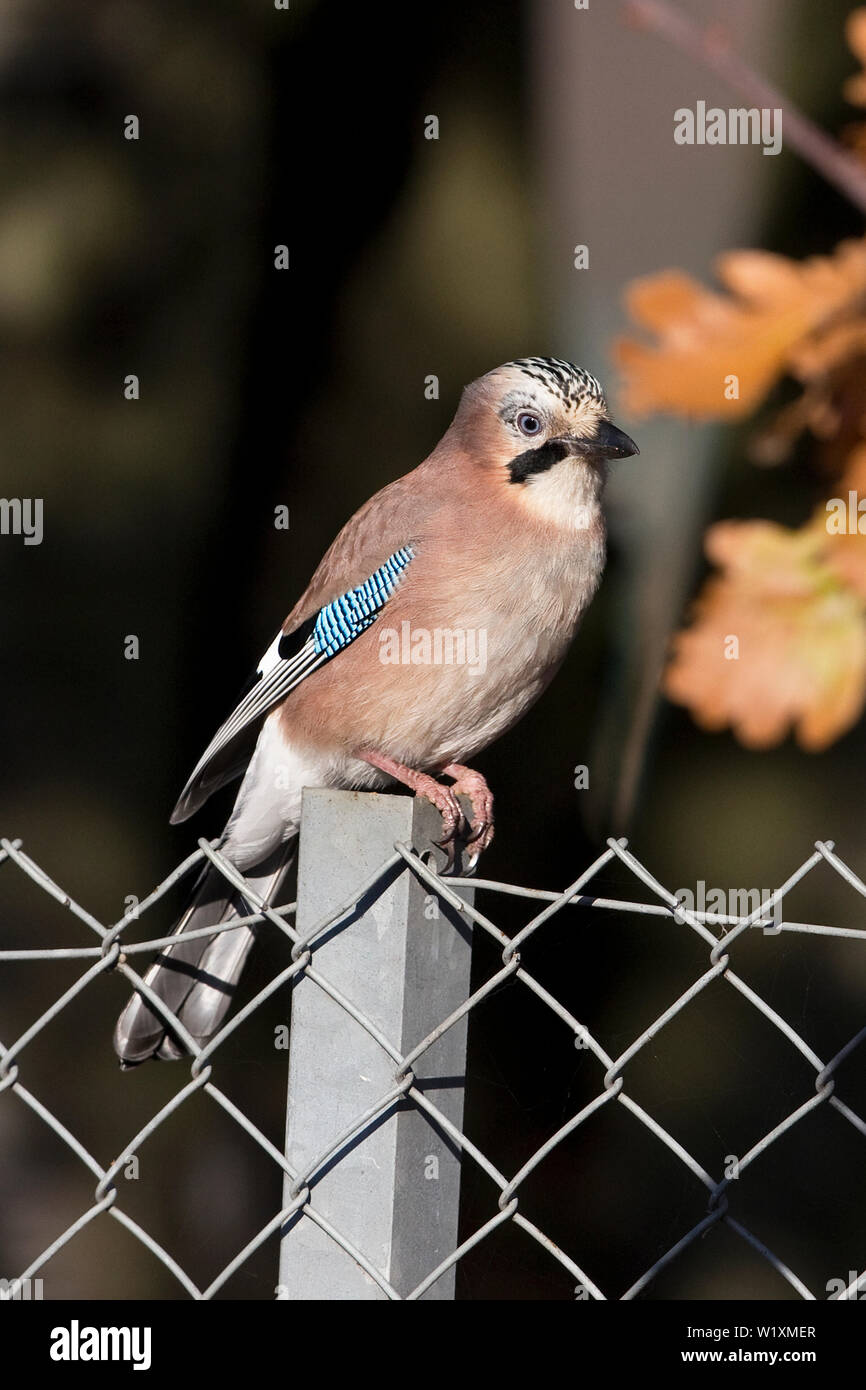 Garrulus glandarius fence hi-res stock photography and images - Alamy