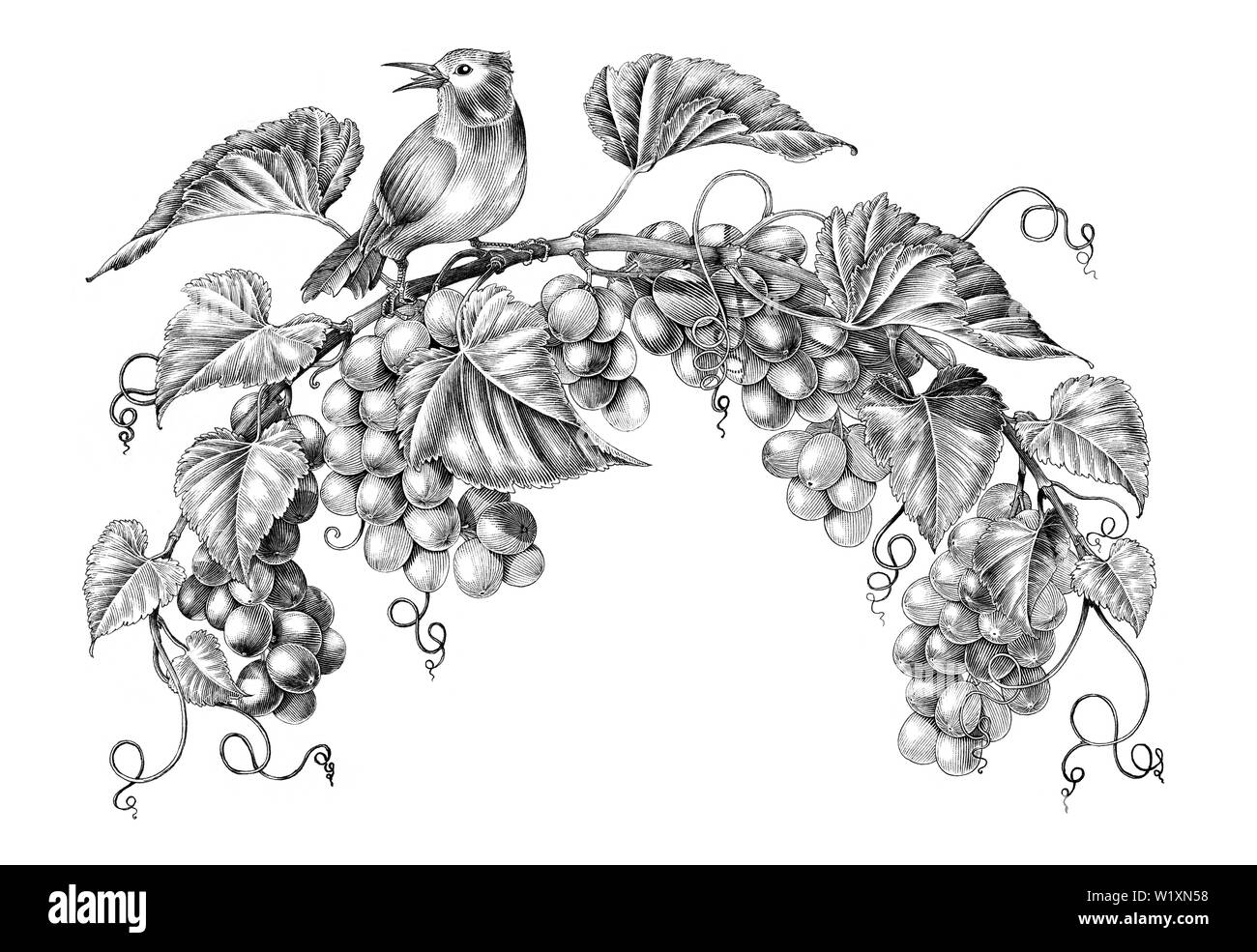 Antique wine drawing Cut Out Stock Images & Pictures - Alamy