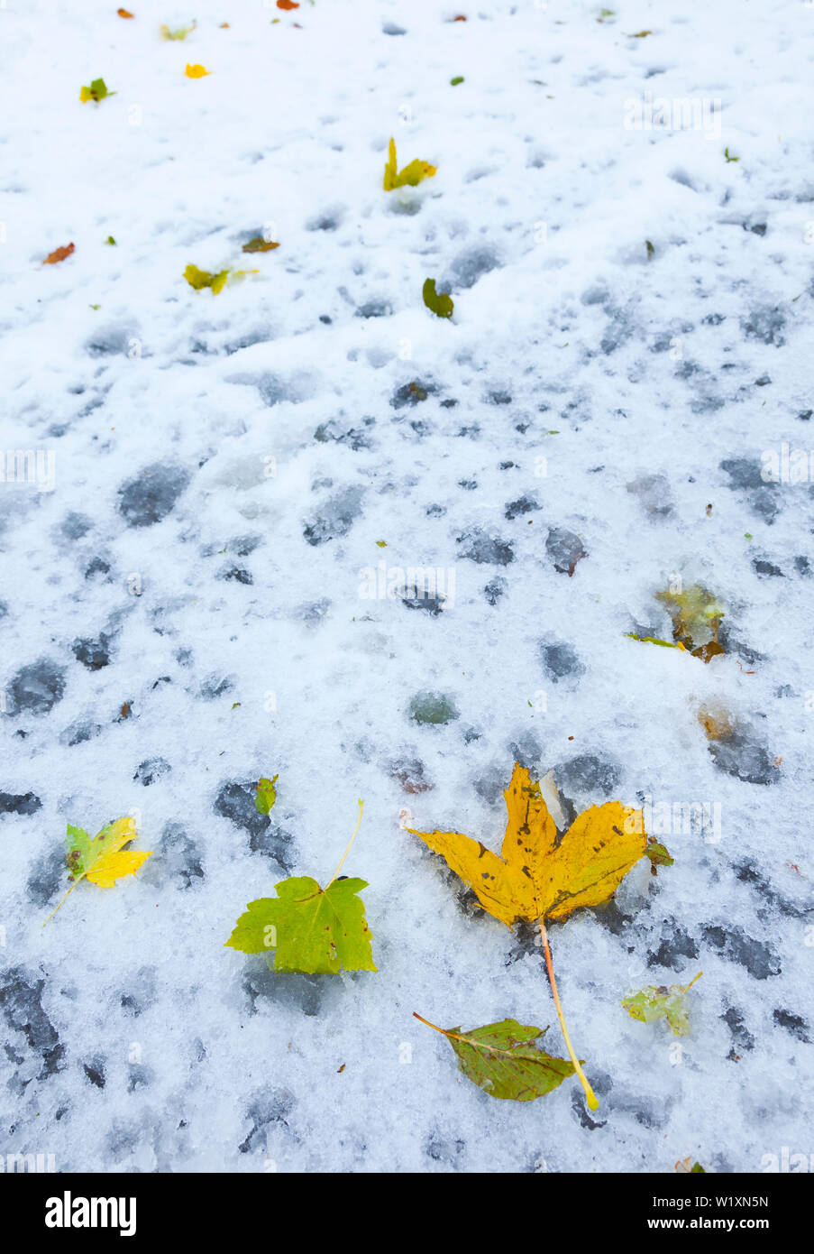 MAPLE - ARCE, Northern Velebit National Park, Dalmatia region, Croacia ...