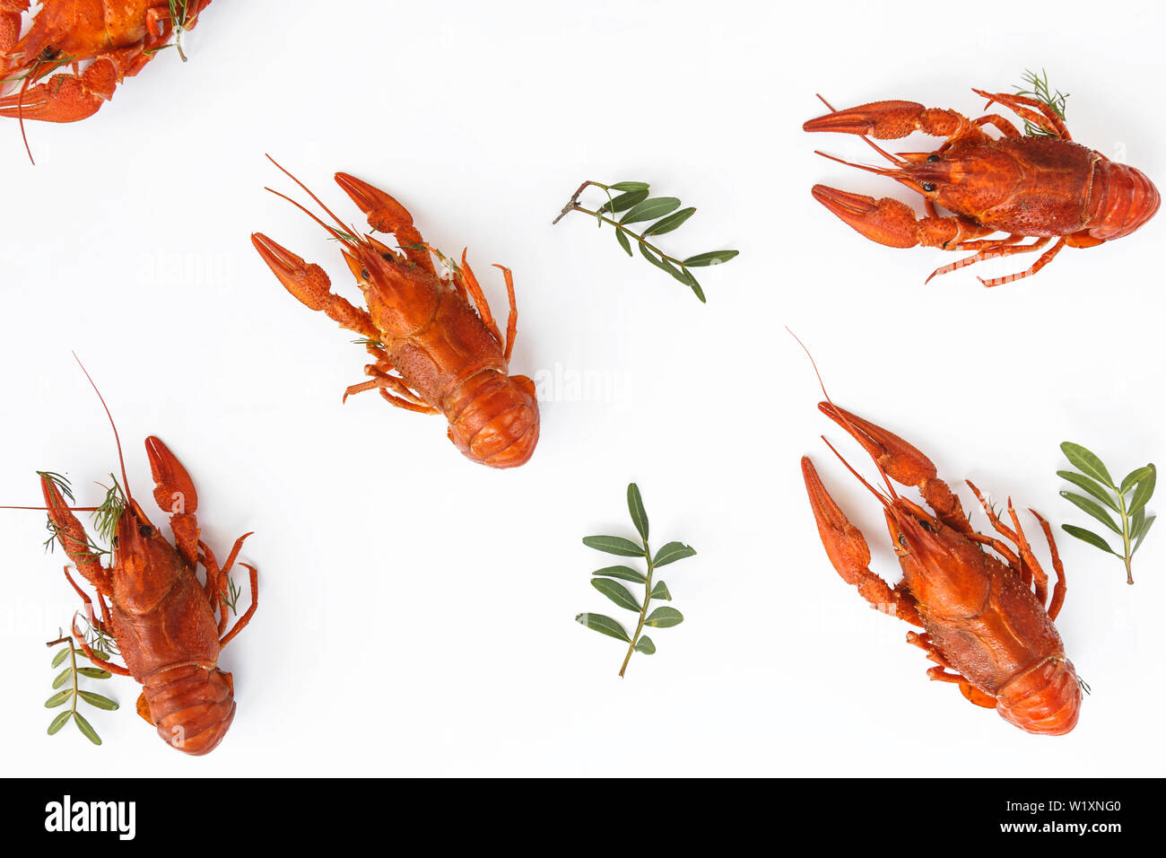 Several boiled crawfish isolated on white. top view. Flat lay Stock ...