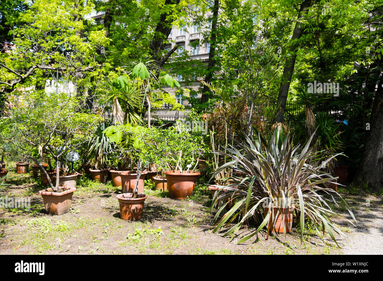 Subtropical plants, Botanicki vrt, Botanical Garden, Zagreb, Croatia ...