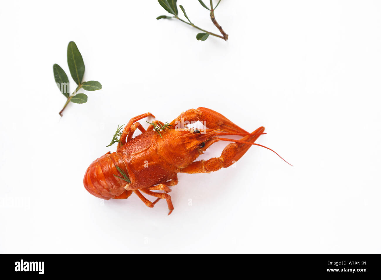 Boiled crawfish isolated on white. top view. Flat lay Stock Photo - Alamy