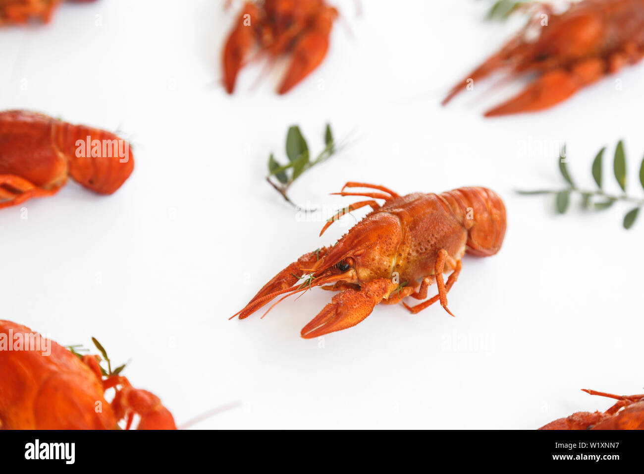 Several boiled crawfish isolated on white. top view. Flat lay Stock ...