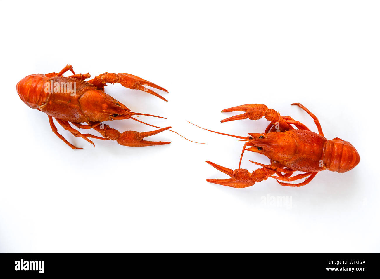 Two boiled crawfish isolated on white. top view. Flat lay Stock Photo ...