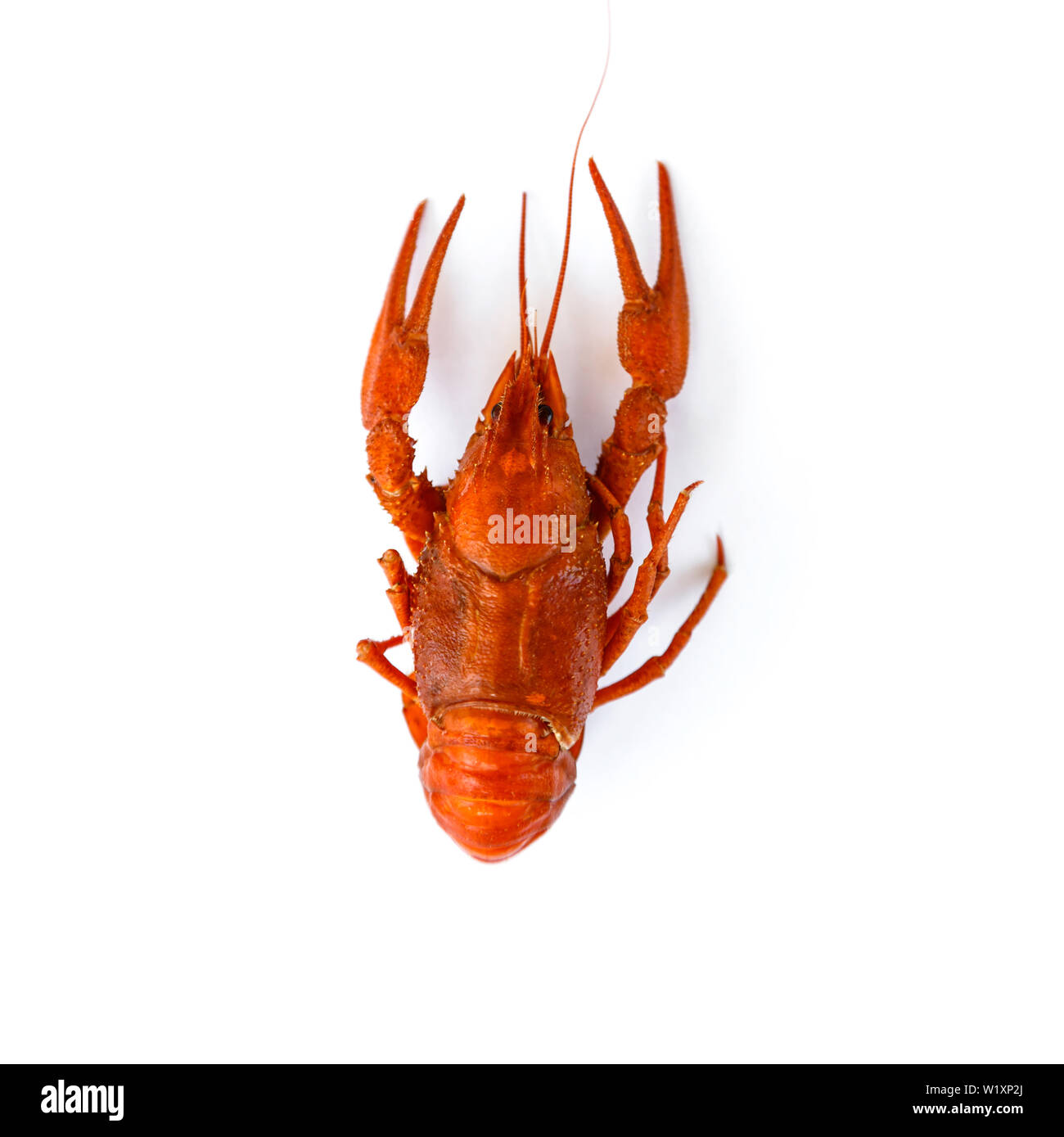 Boiled crawfish isolated on white. top view. Flat lay Stock Photo - Alamy