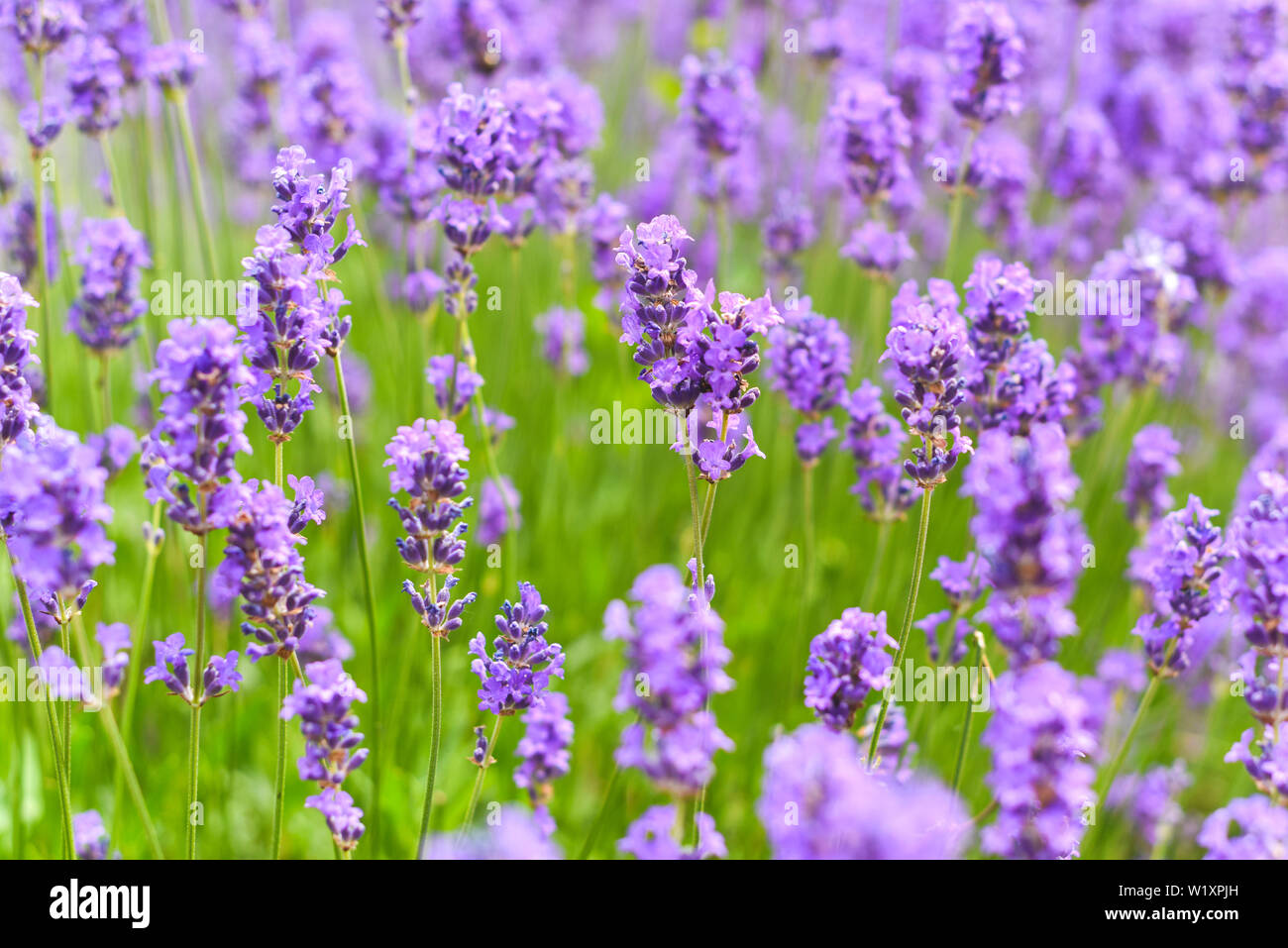Lavender fields in close up detail, wild purple lavender flowers ...