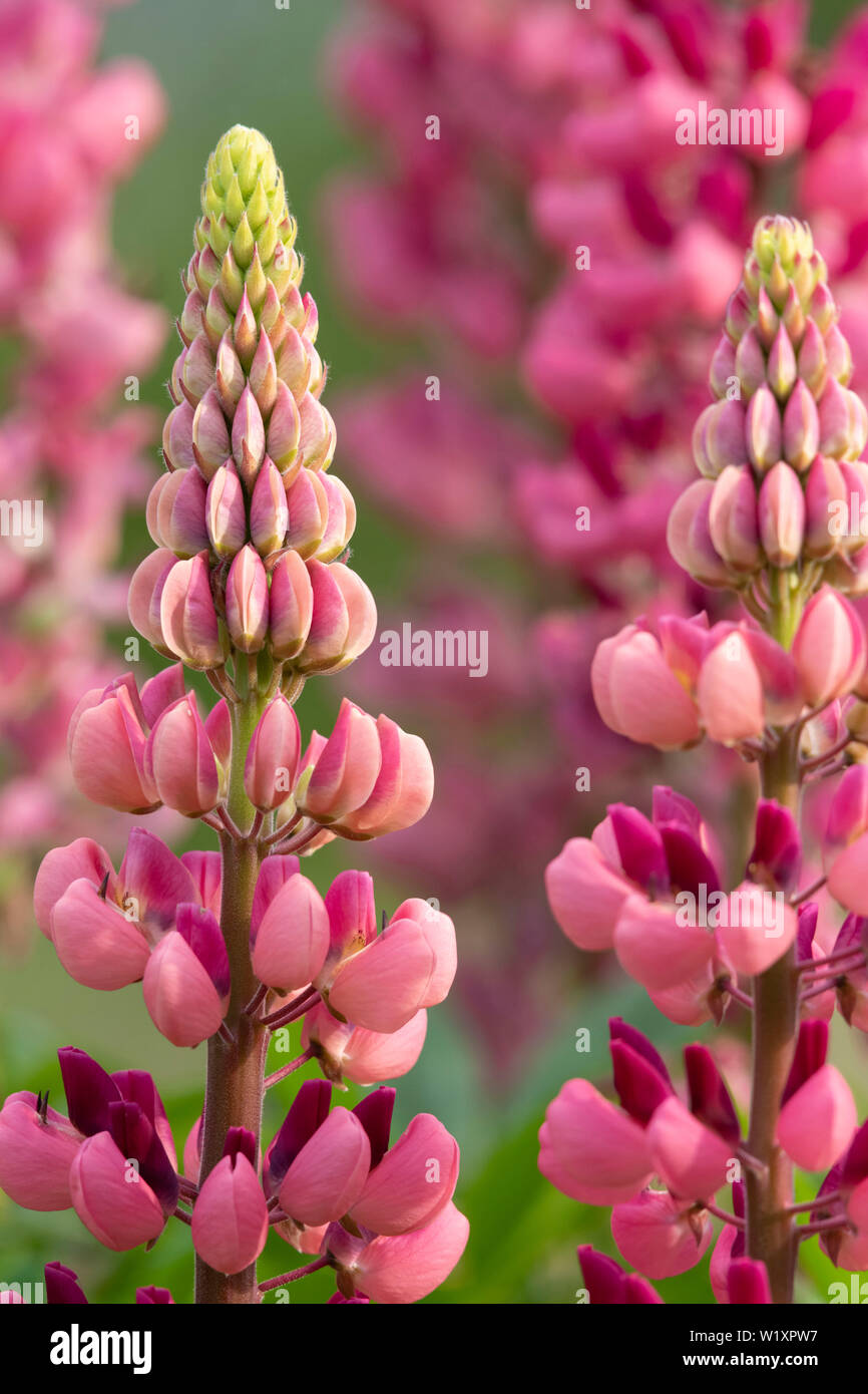 A Close-Up of a Small Group of Pink Lupin (Lupinus) Flower Heads Stock ...
