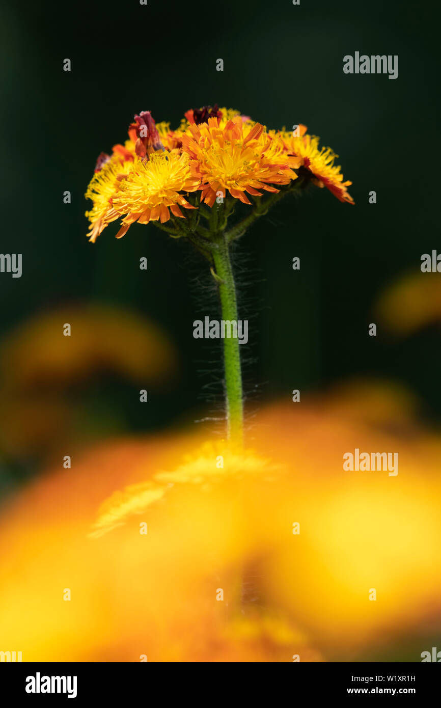 A 'Fox and Cubs' Flower (Pilosella Aurantiaca), Also Commonly Known as ...
