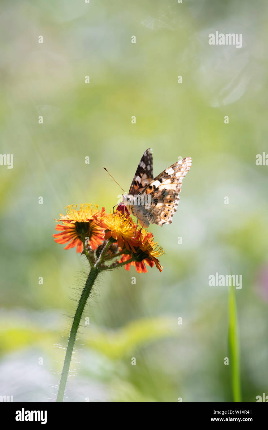Grim flowers hi-res stock photography and images - Alamy
