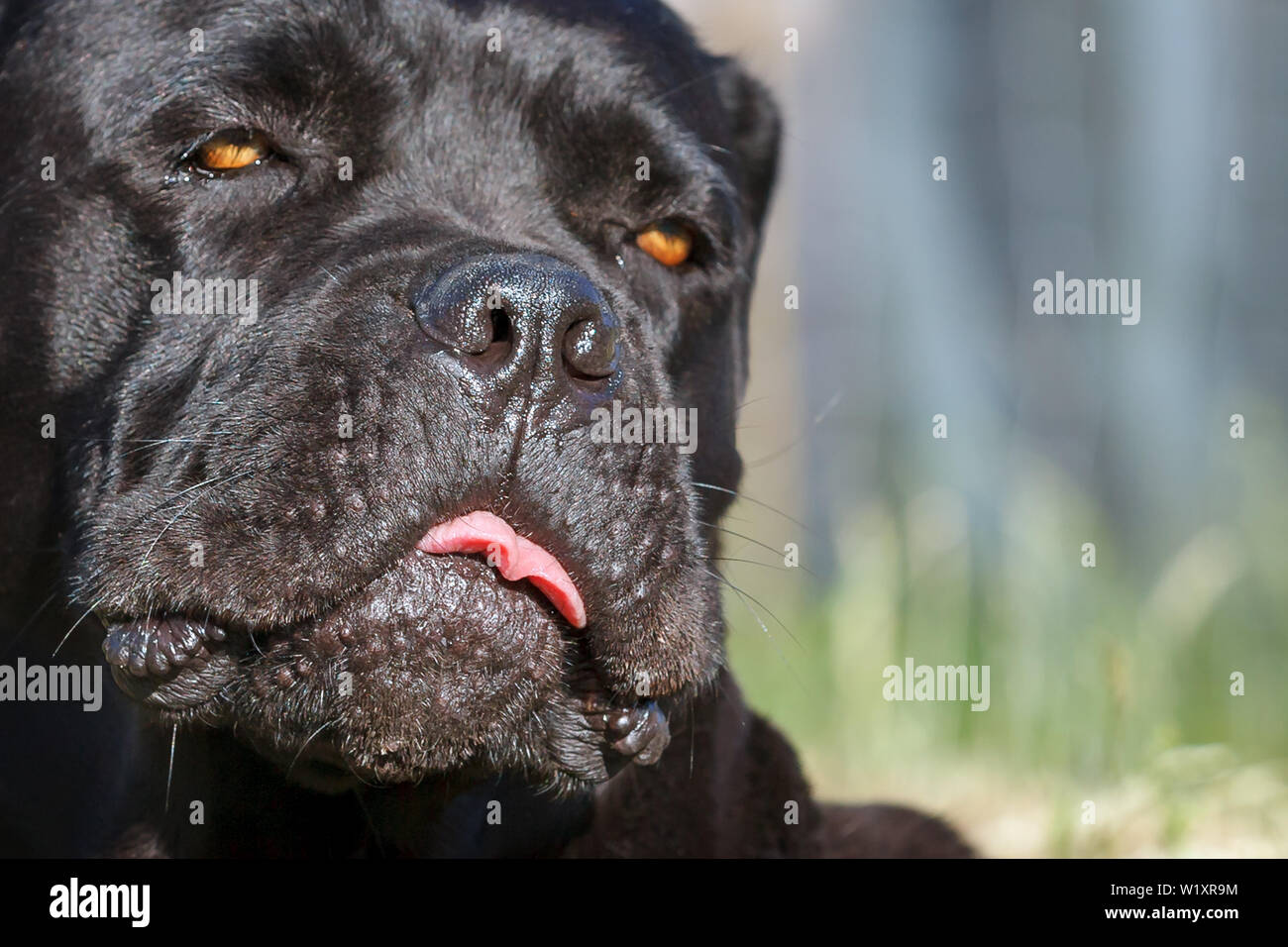 Dog cane corso italian mastiff hi-res stock photography and images - Alamy
