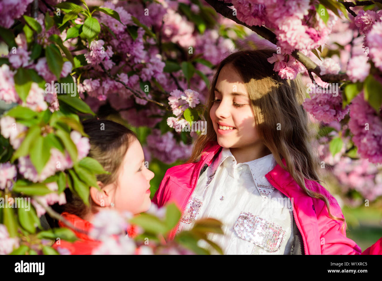Kids enjoying cherry blossom. Pink is our favorite. Flowers soft tender ...
