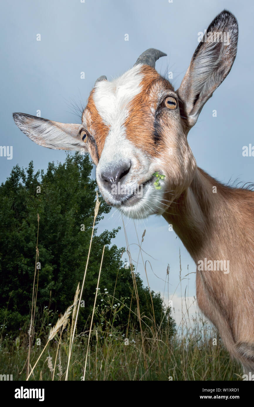 Smiling Goat