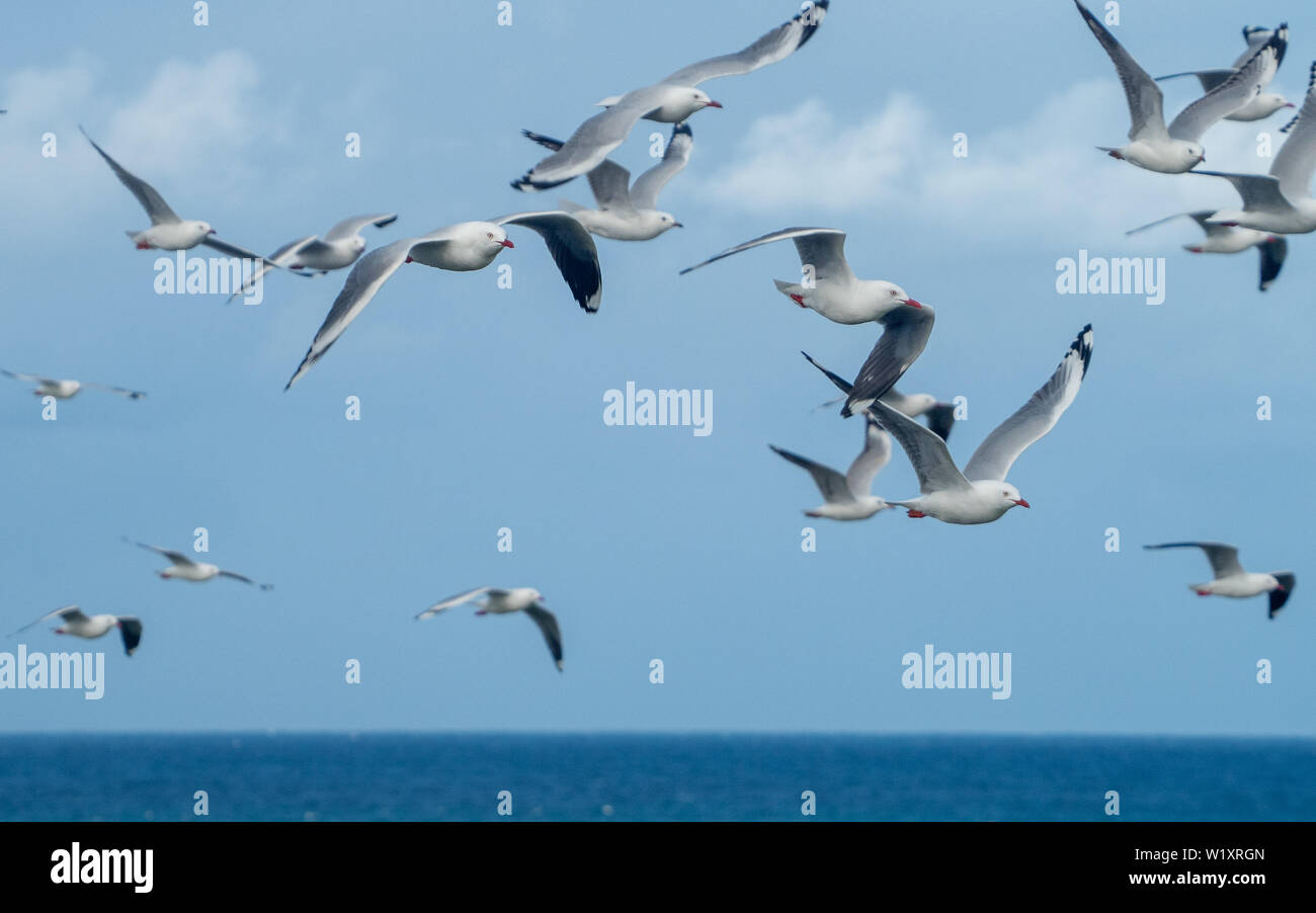 Silver gulls in flight hi-res stock photography and images - Alamy
