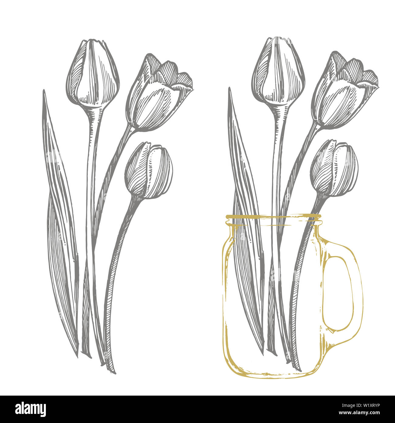 Tulip Botanical Illustration