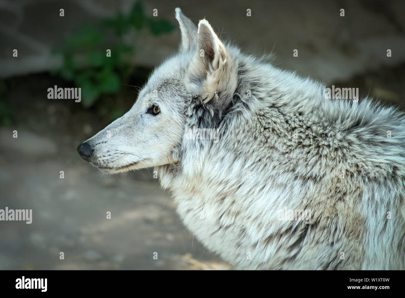 White Wolf Canis lupus albus Tundra wolf Stock Photo - Alamy