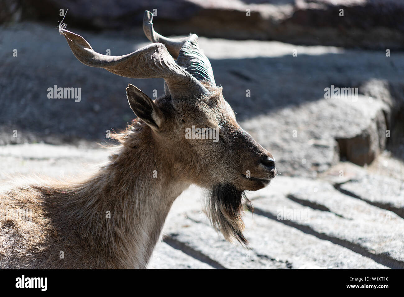 Markhor, also known as the screw horn goat Capra falconeri portrait ...