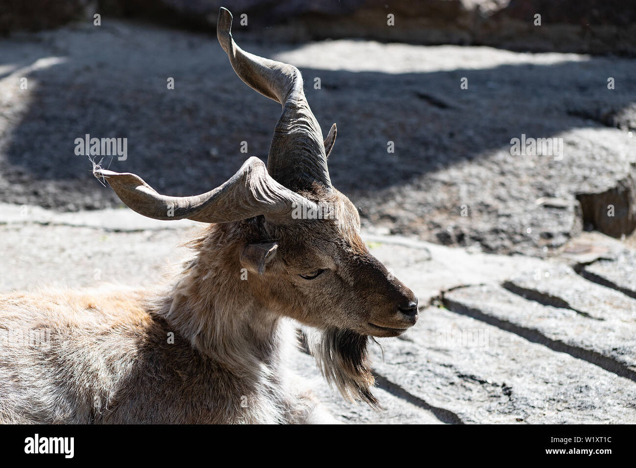 Markhor, also known as the screw horn goat Capra falconeri portrait ...