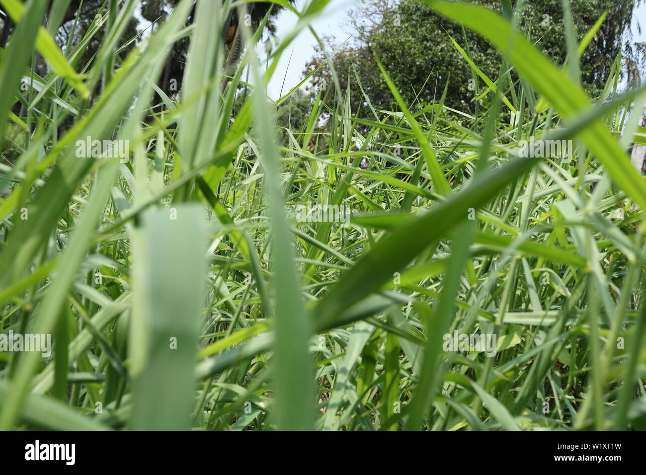 Green long grasses in the forest Stock Photo - Alamy
