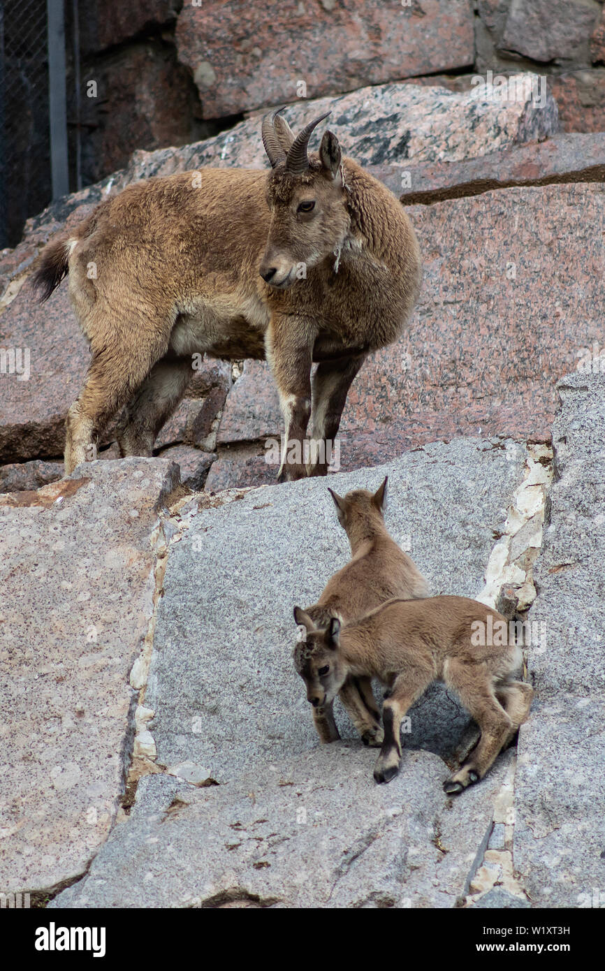 East caucasian tur mountain goat rare species endangered , close-up ...