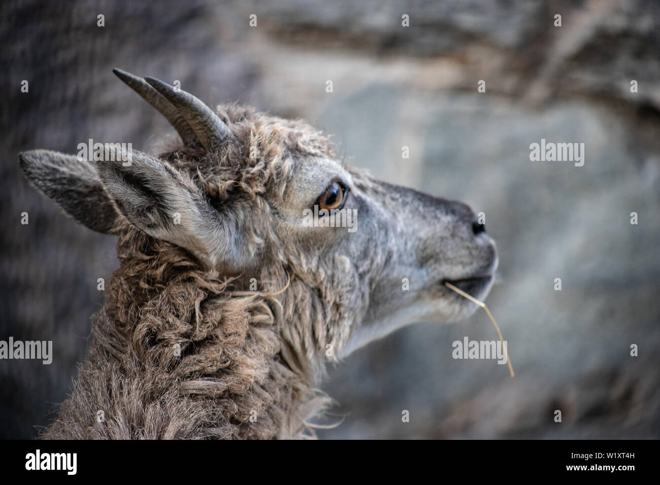 East caucasian tur mountain goat rare species endangered , close-up ...