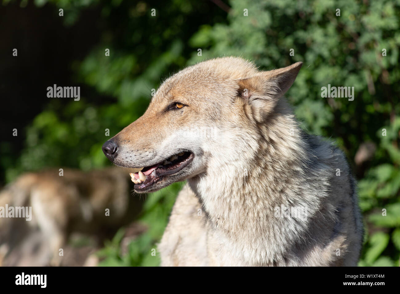 Beautiful and dangerous Grey Wolf Animal shot close-up Stock Photo - Alamy