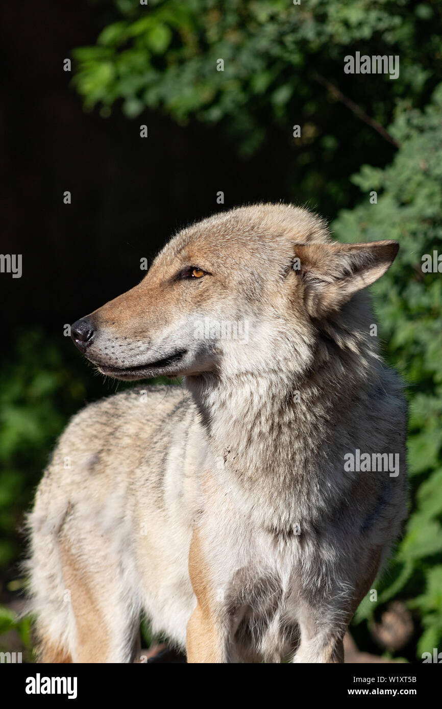 Beautiful and dangerous Grey Wolf Animal shot close-up Stock Photo - Alamy