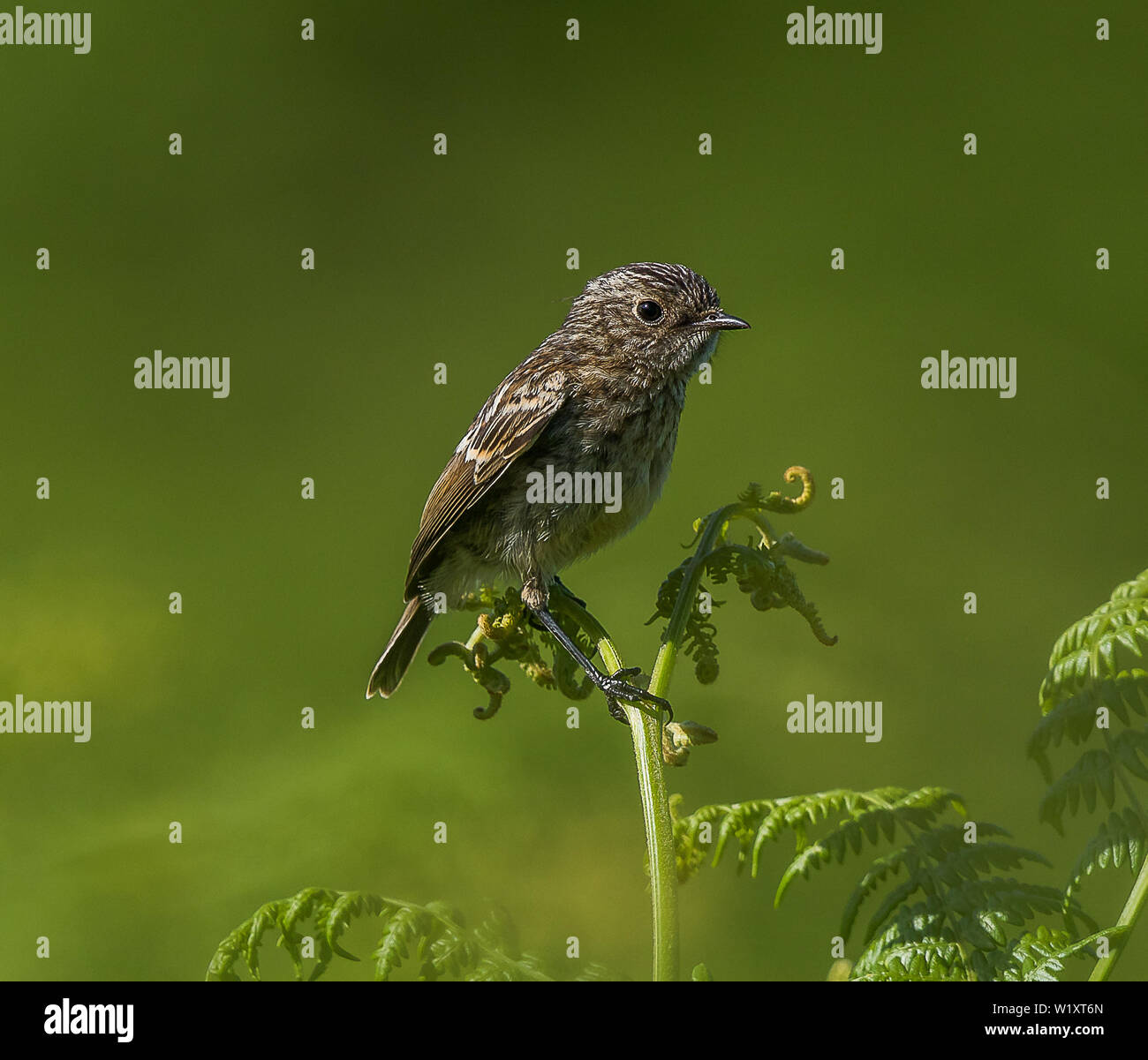 Juvenile common redstart hi-res stock photography and images - Alamy