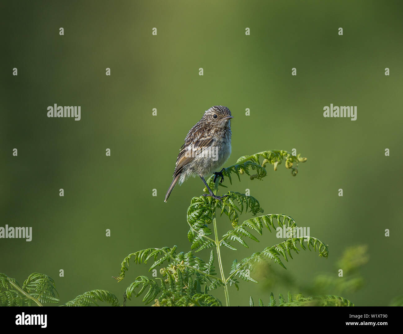 Juvenile Common Redstart High Resolution Stock Photography and Images ...